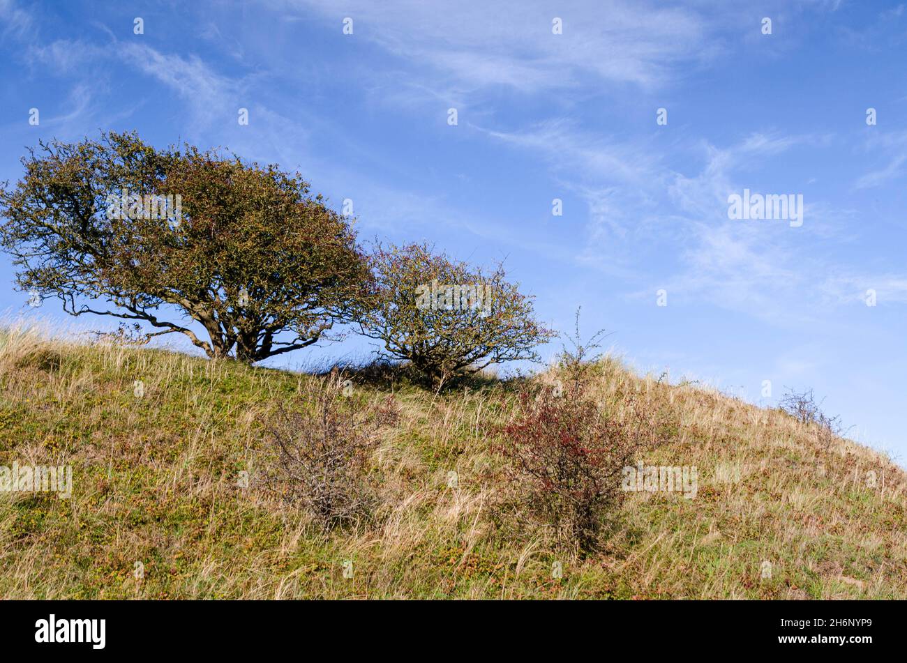 Stunted trees on coastal dunes Stock Photo - Alamy