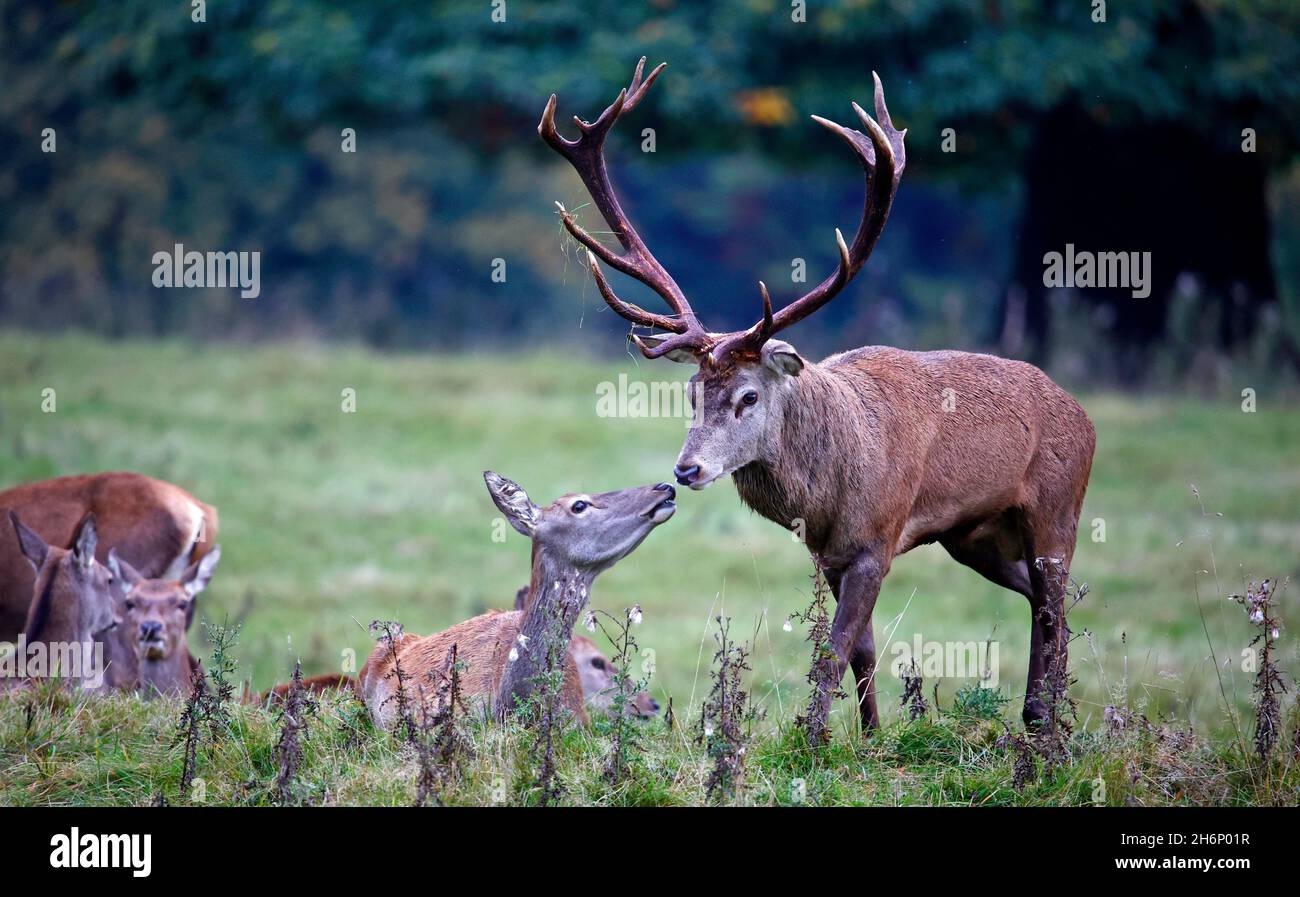 Red deer preparing for the annual rut Stock Photo - Alamy