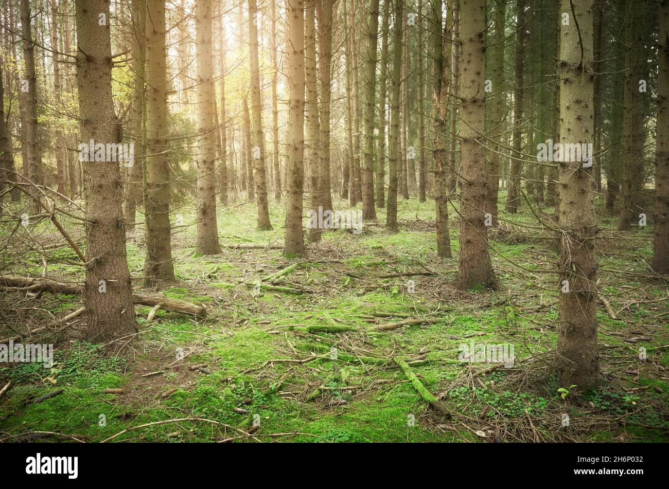 Old forest hi-res stock photography and images - Alamy
