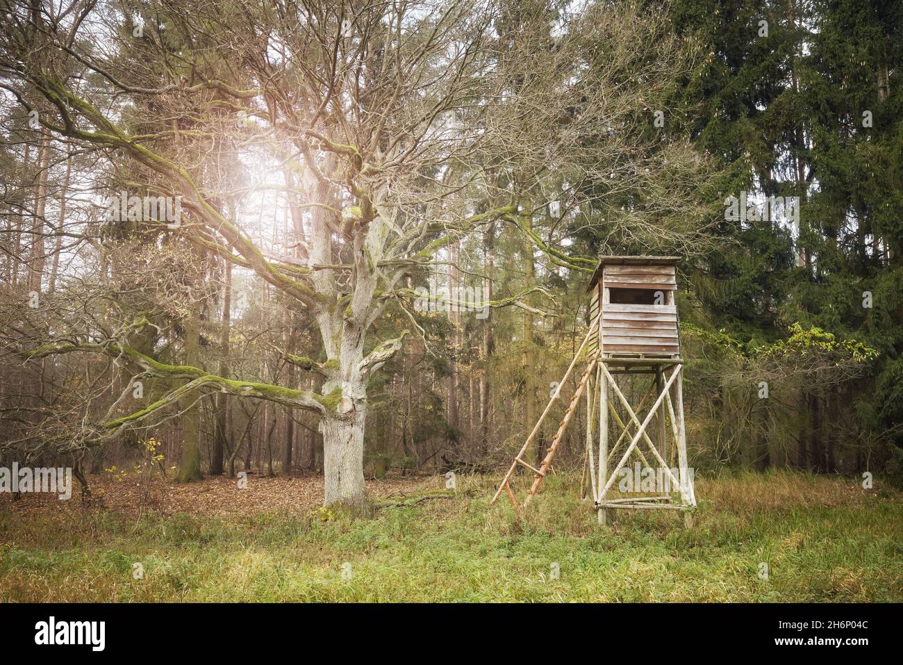 Wooden deer and wild boar hunting tower in forest Stock Photo - Alamy