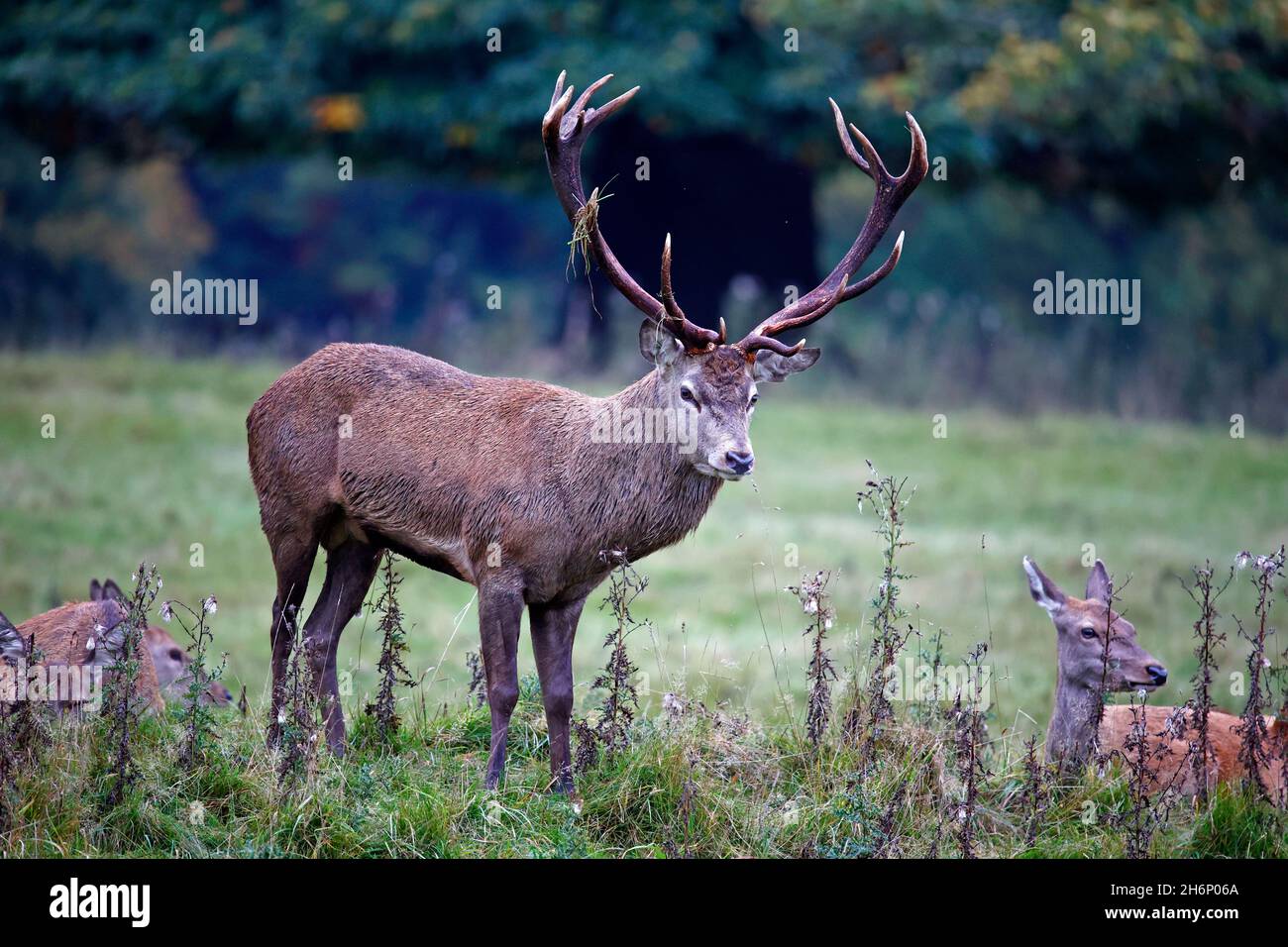 Red deer preparing for the annual rut Stock Photo - Alamy