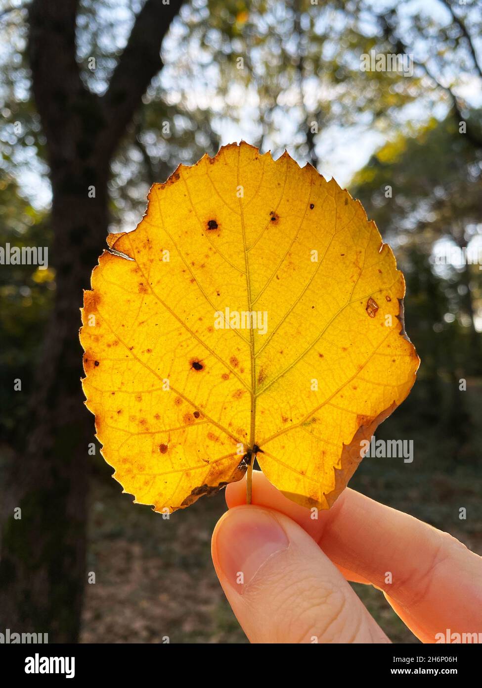 Yellow poplar tree hi-res stock photography and images - Alamy