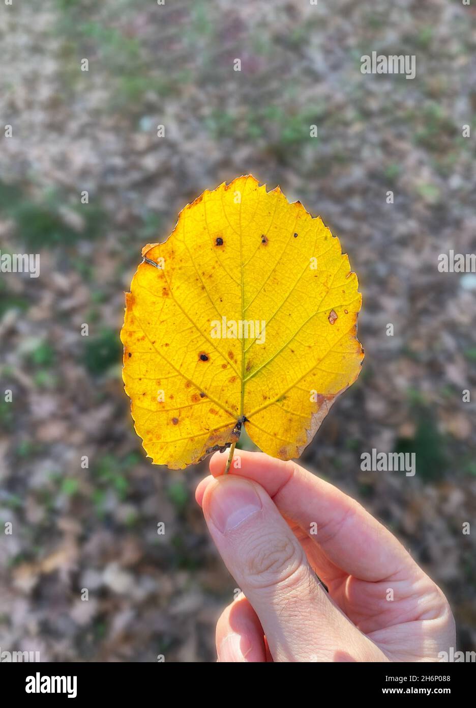 Yellow poplar tree hi-res stock photography and images - Alamy