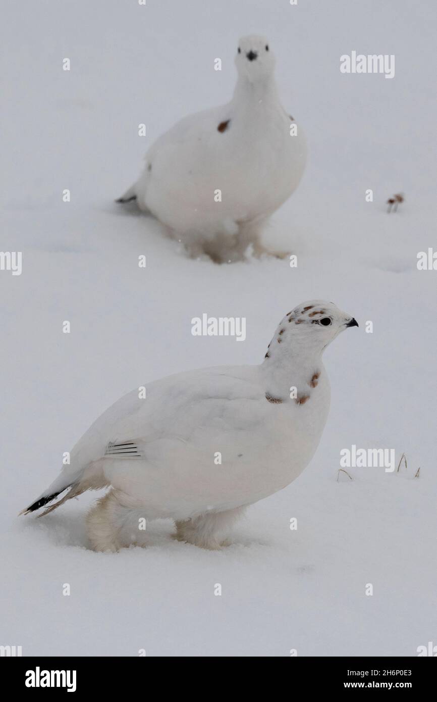 Canada, Manitoba, Churchill. Willow ptarmigan (Lagopus lagopus) grouse ...