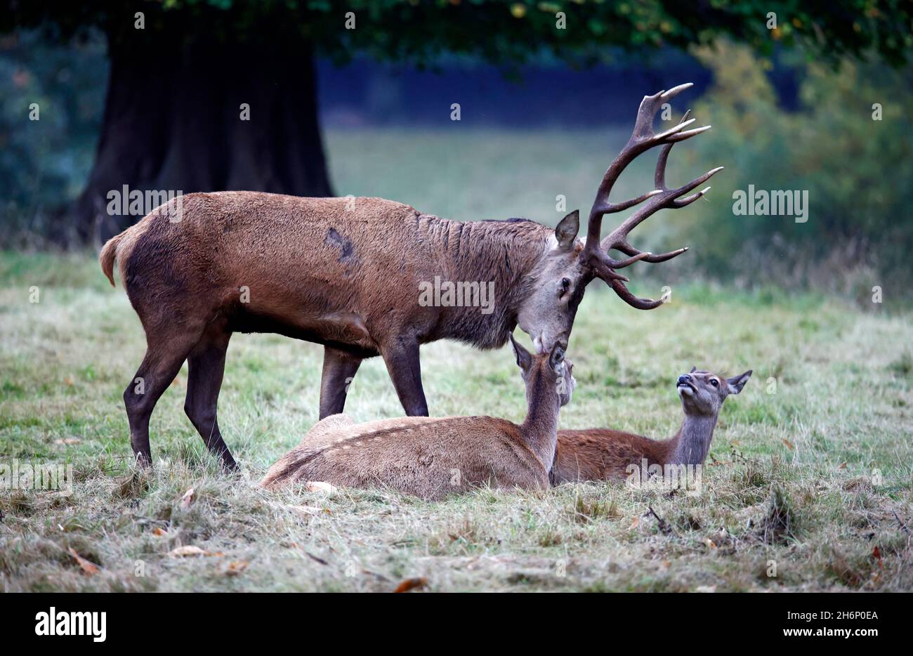 Red deer preparing for the annual rut Stock Photo - Alamy