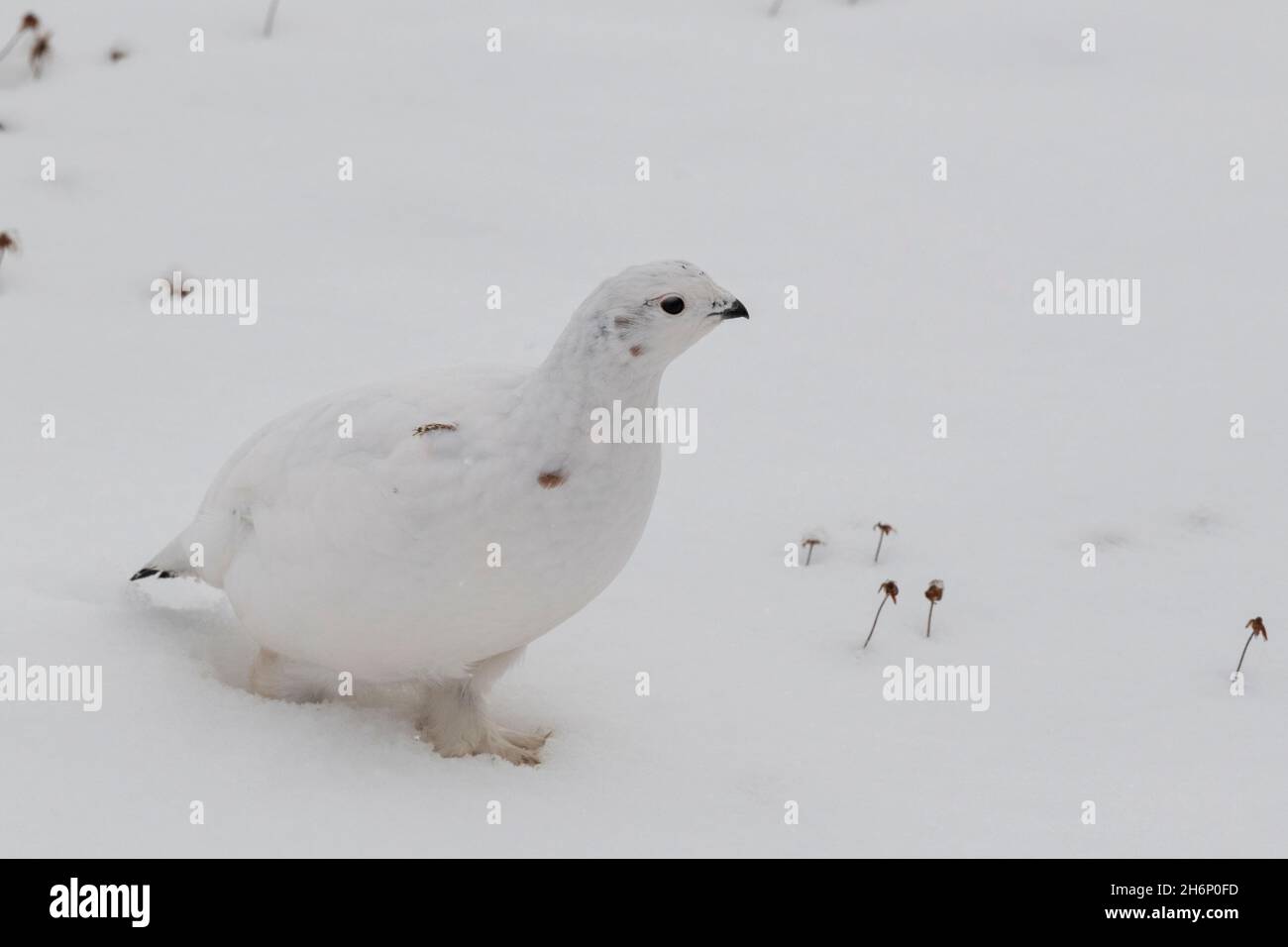 Canada, Manitoba, Churchill. Willow ptarmigan (Lagopus lagopus) grouse ...