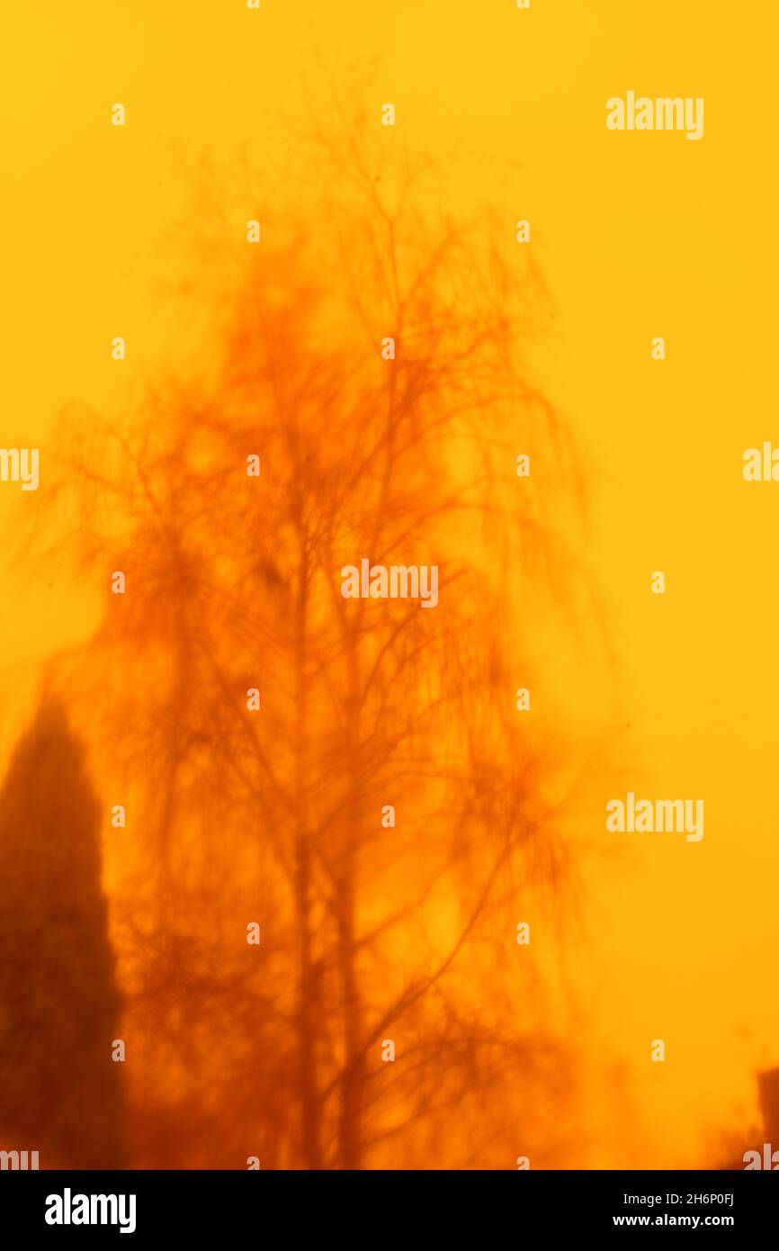 Tall silver birch hi-res stock photography and images - Alamy