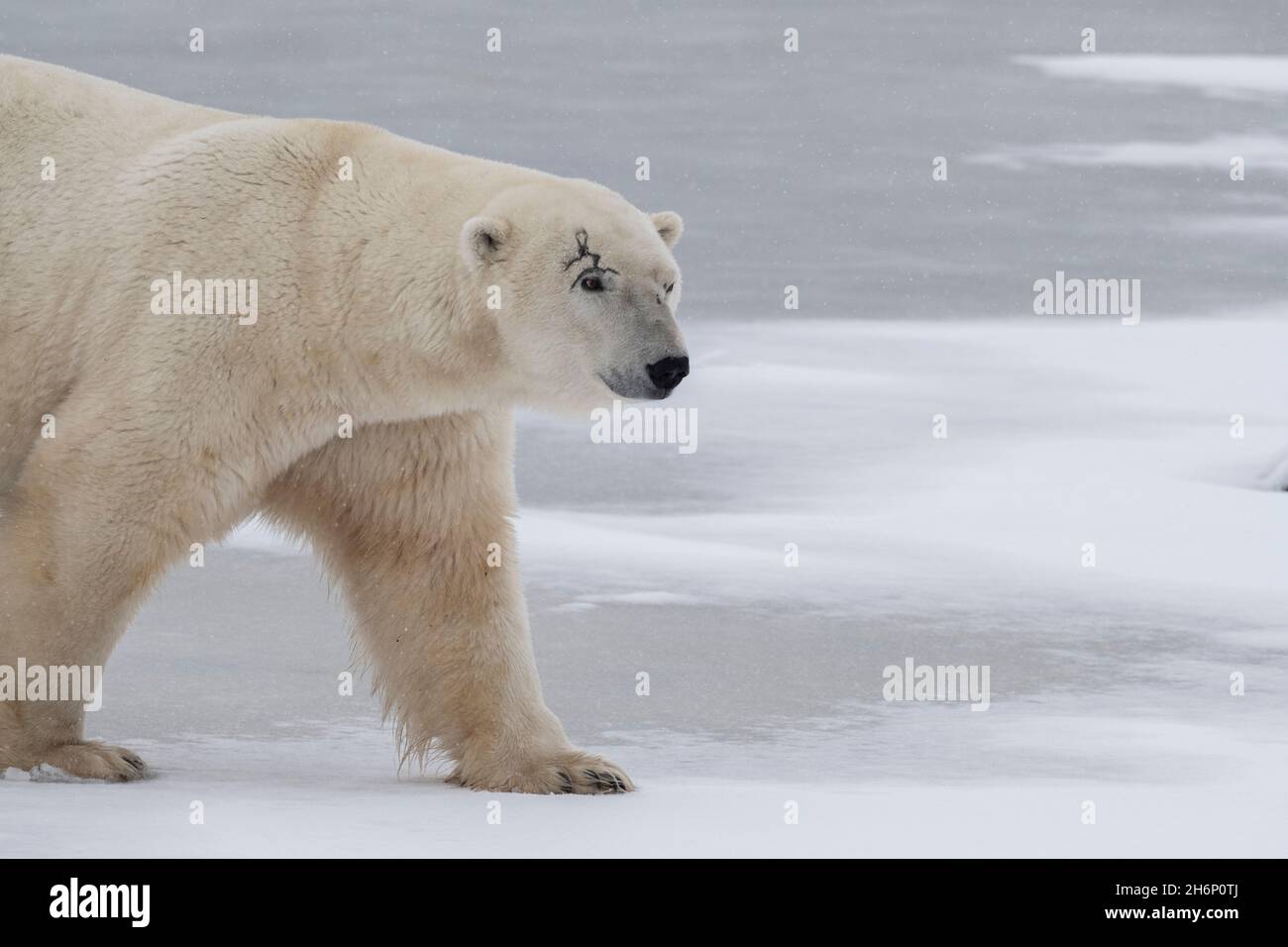 Scar head hi-res stock photography and images - Alamy