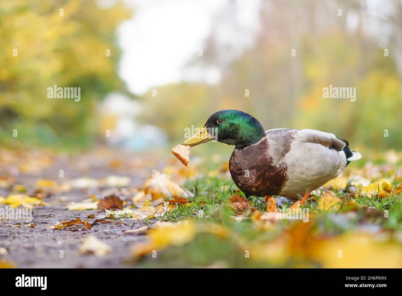 Duckling Eating Bread