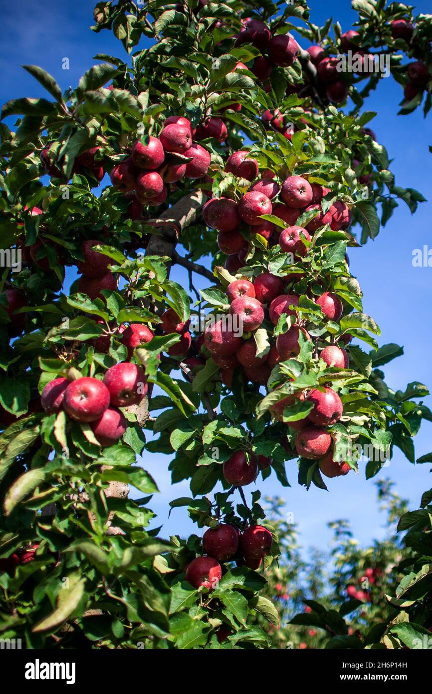Jork, Germany. 29th Sep, 2021. Apples grow on an apple orchard in the ...