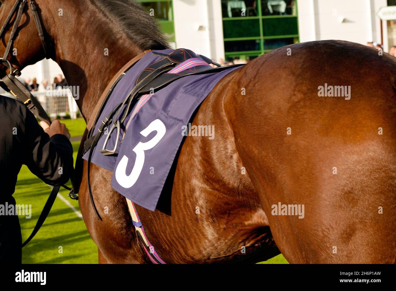 atmosphere and thrill of a day at the races with the crowd and the ...