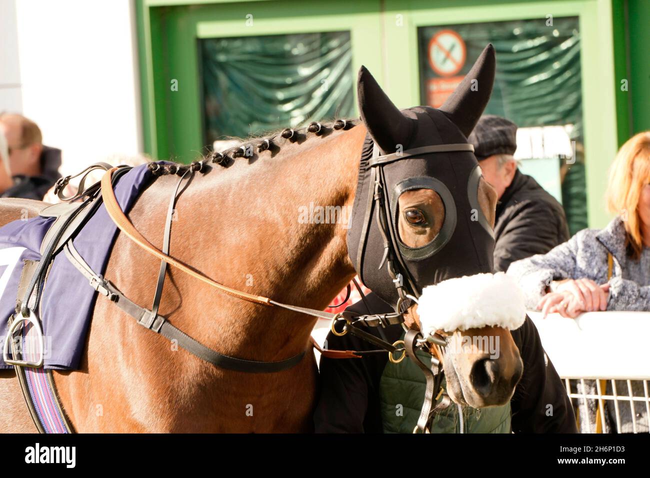 atmosphere and thrill of a day at the races with the crowd and the ...