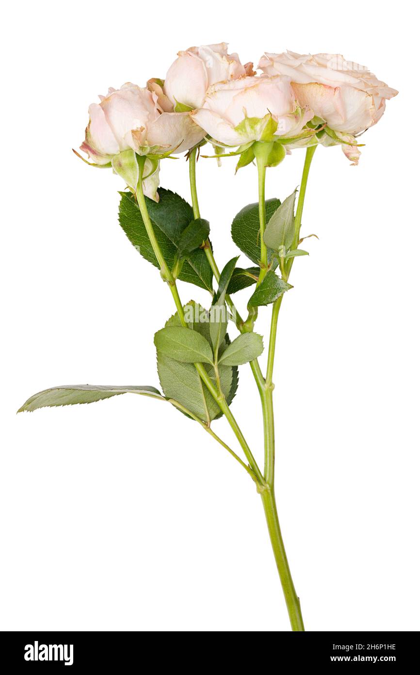 Fresh rose flower isolated on white background. Clipping path Stock ...