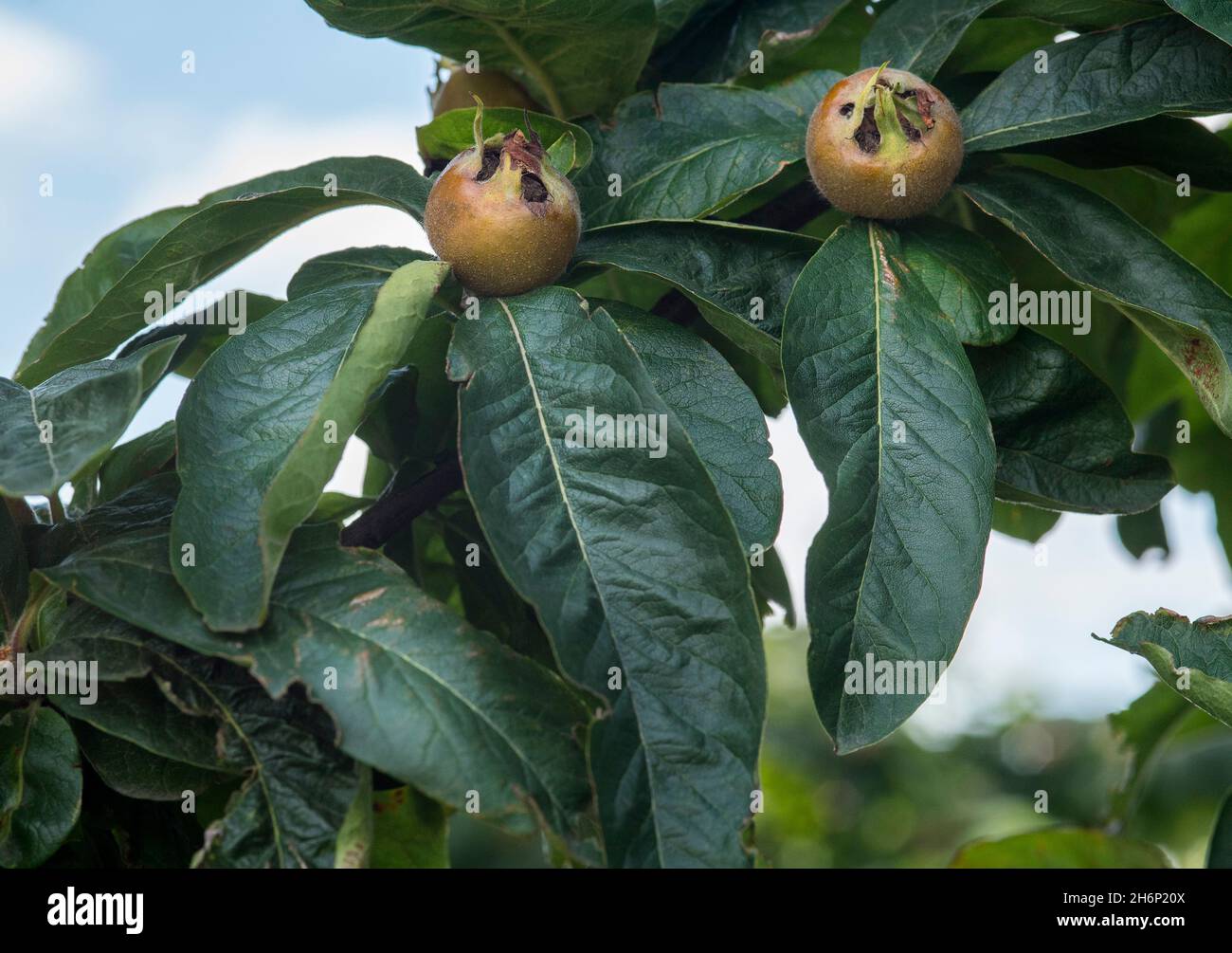 Common Medlar, Mespilus germanica is a small deciduous tree, in the ...