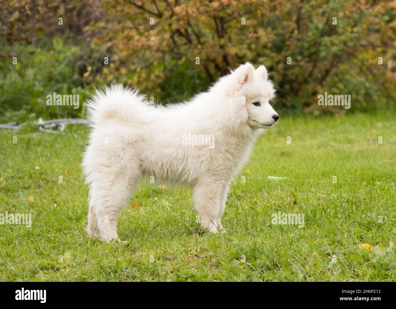 A cute Samoyed puppy stands on the green grass in profile. Thoroughbred ...