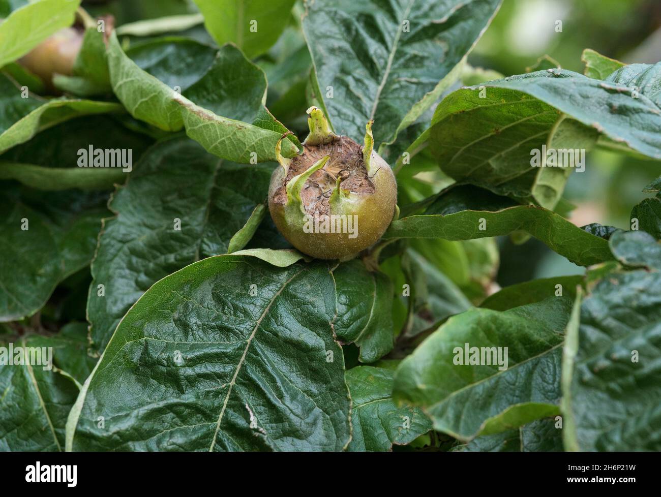 Common Medlar, Mespilus germanica is a small deciduous tree, in the ...