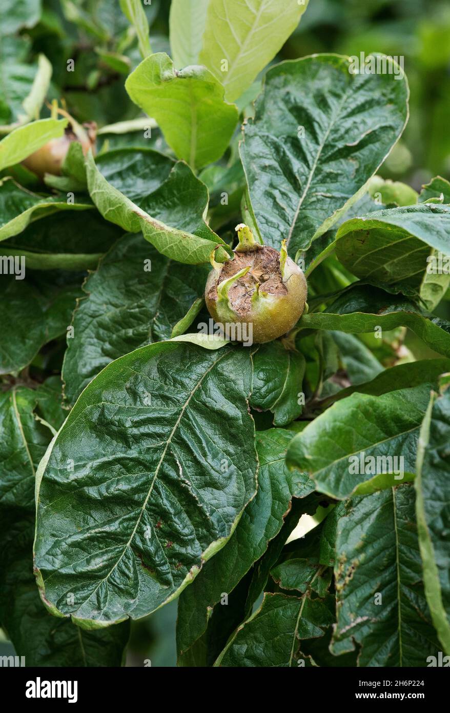 Common Medlar, Mespilus germanica is a small deciduous tree, in the ...