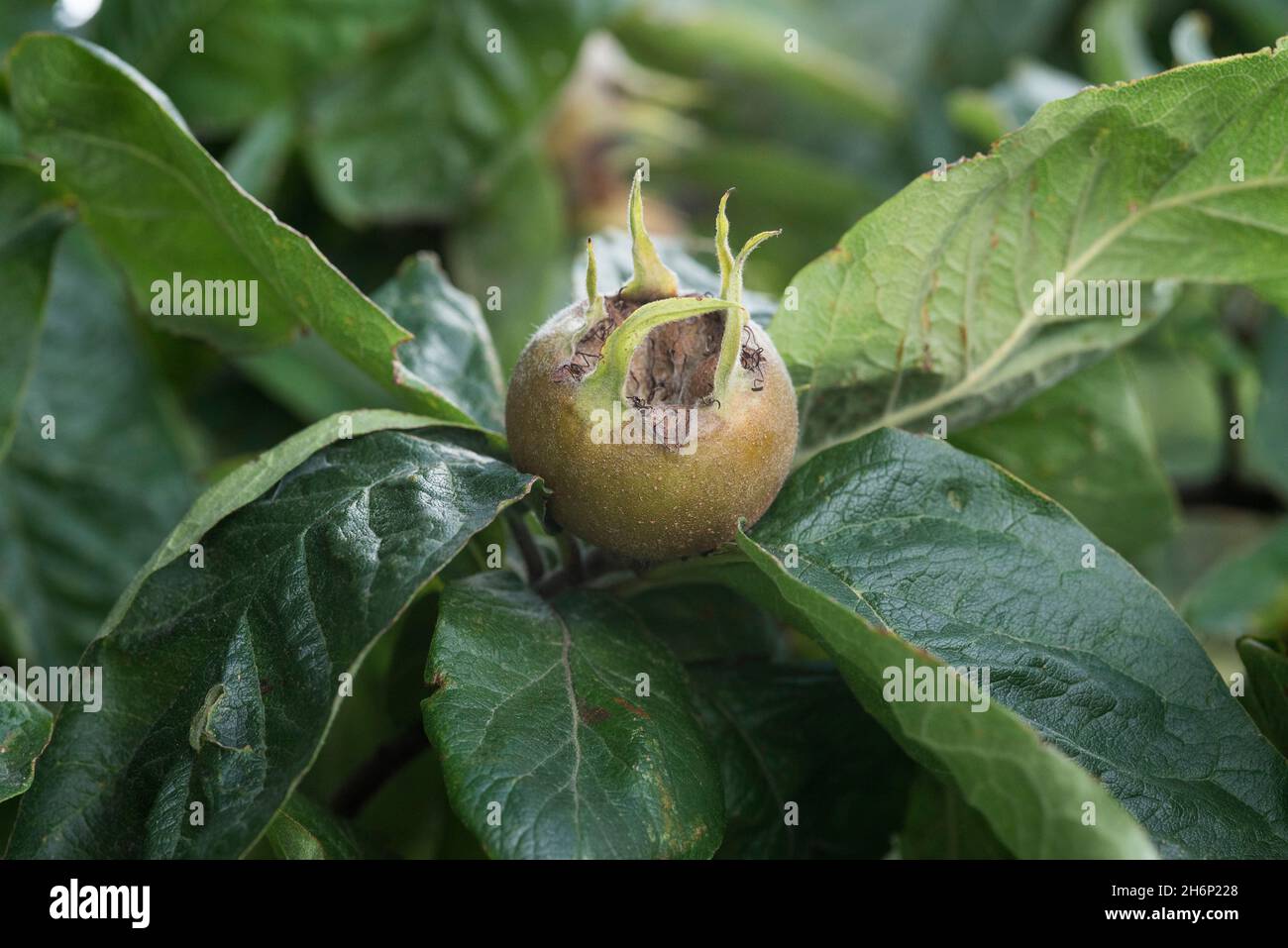 Common Medlar, Mespilus germanica is a small deciduous tree, in the ...