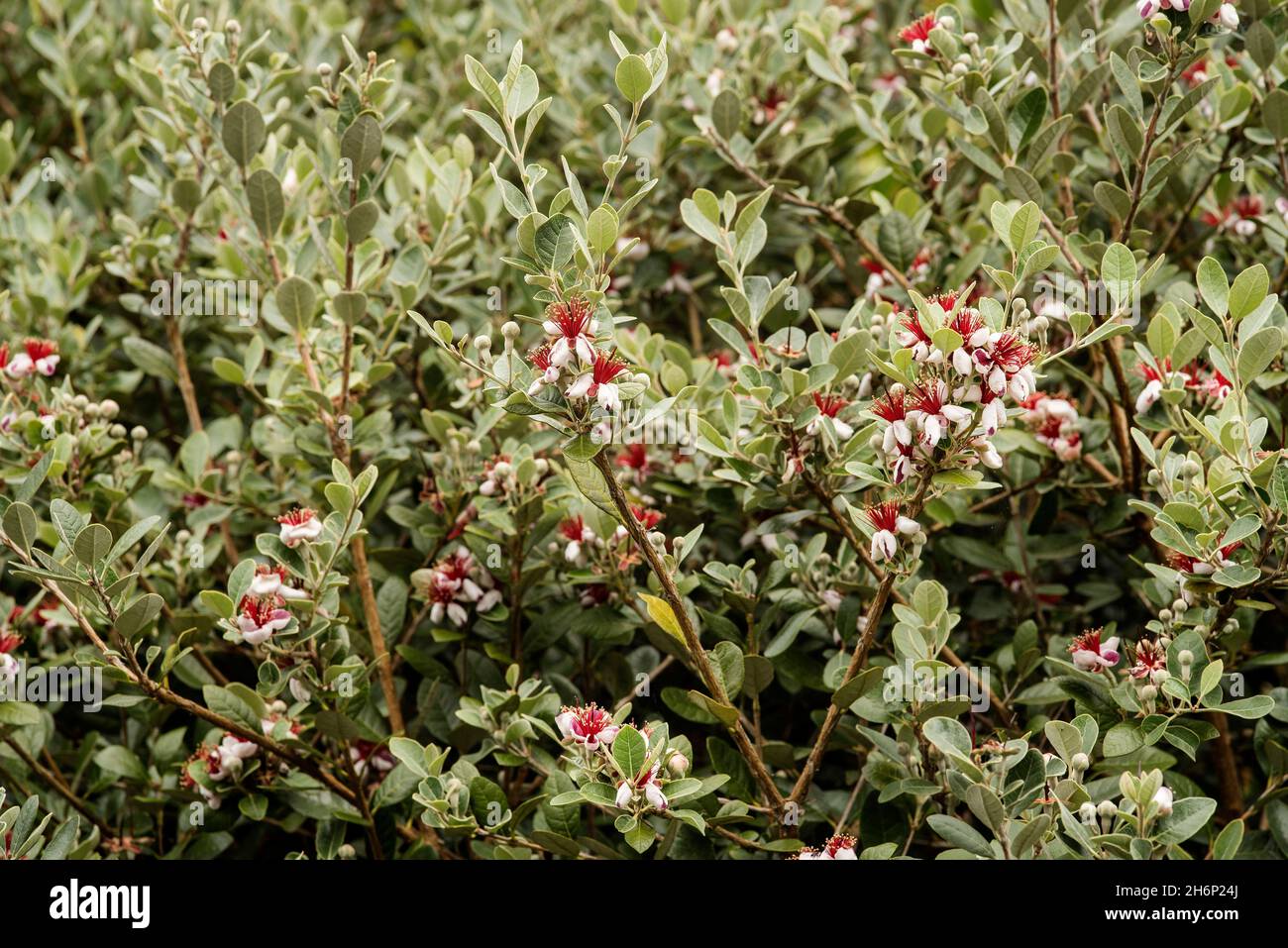 Acca sellowiana aka Feijoa flowering plant in the myrtle family ...