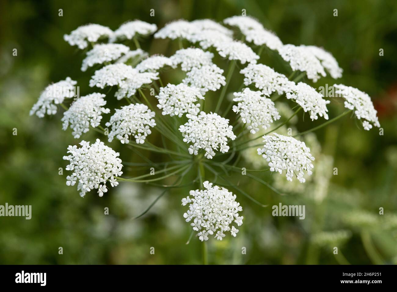 Close up of Khella - Ammi visnaga is a flowering plant in the carrot ...