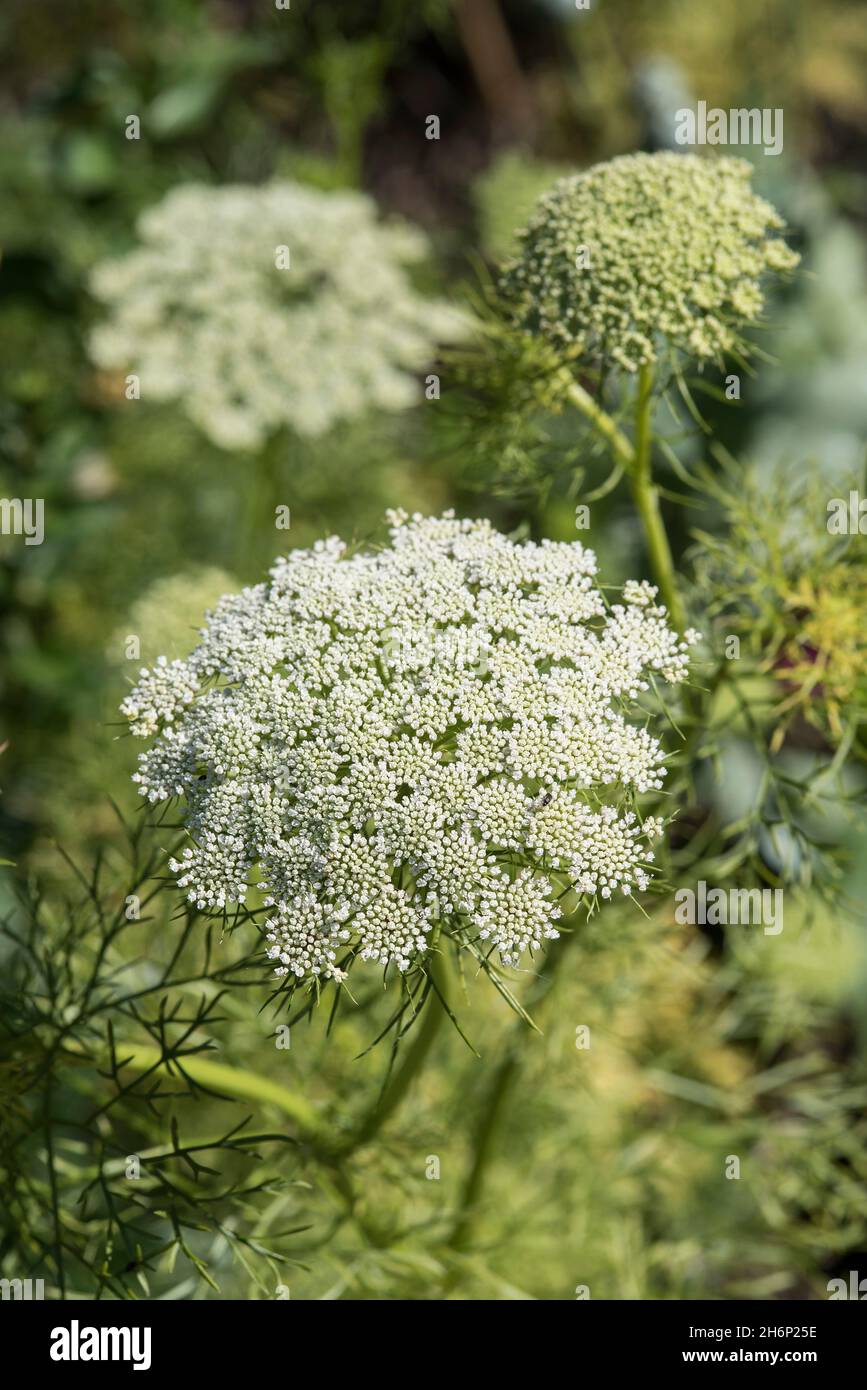 Ammi visnaga hi-res stock photography and images - Alamy