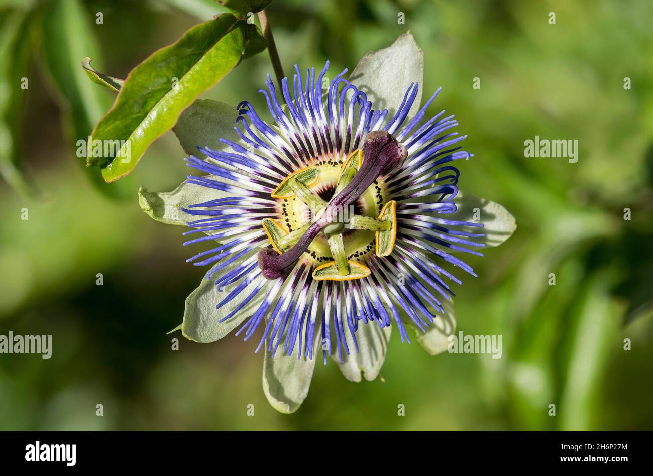 Passiflora Caerulea The Blue Passionflower Aka Bluecrown Passionflower Common Passion Flower