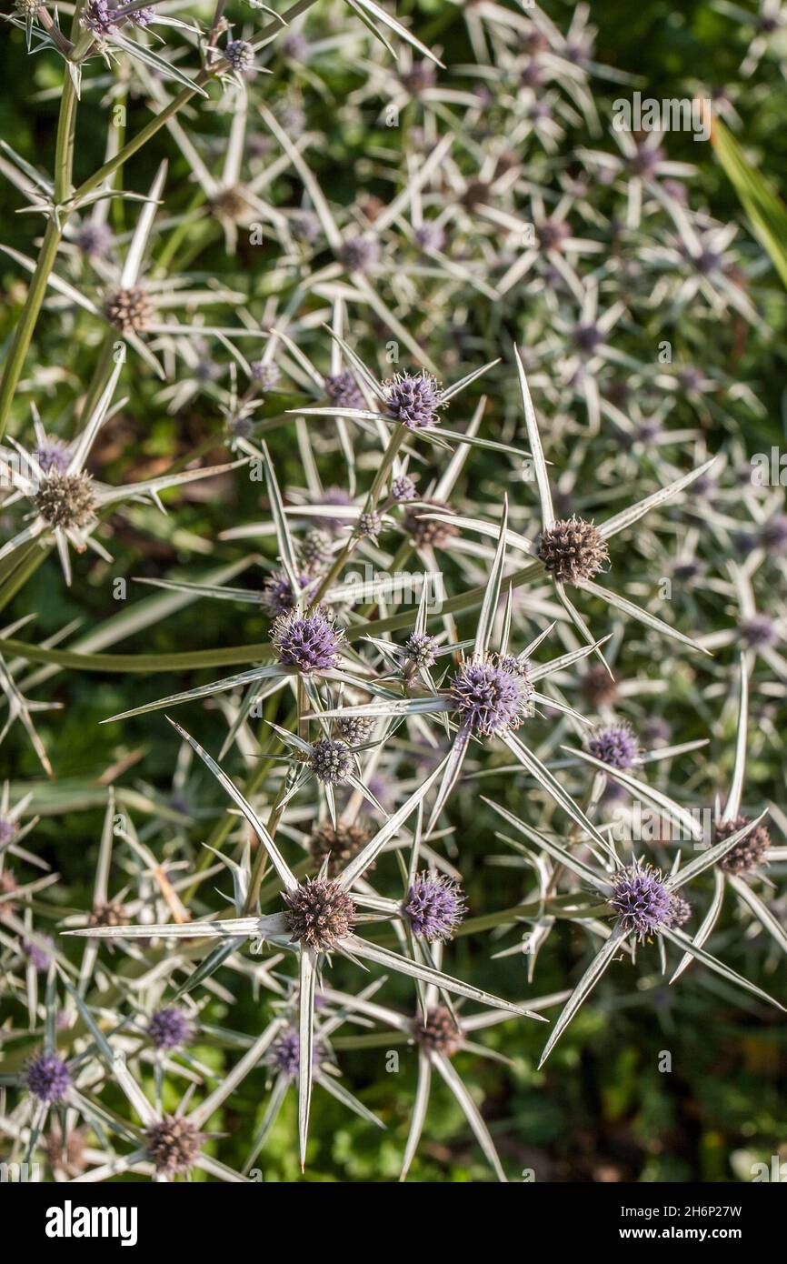 Eryngium Variifolium - Sea Holly Stock Photo - Alamy