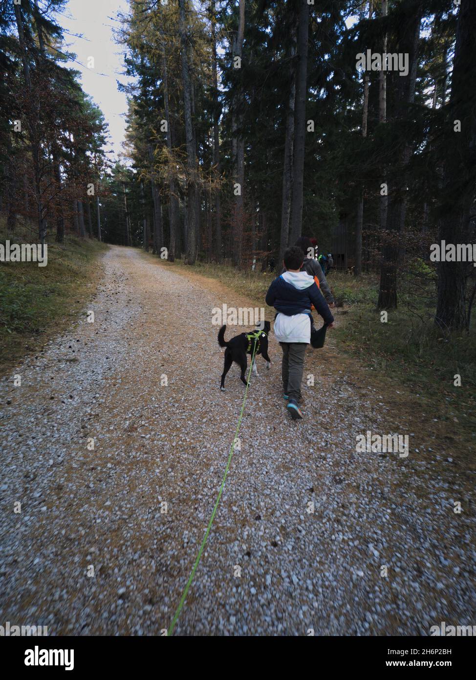 children and dog on forest path Stock Photo - Alamy