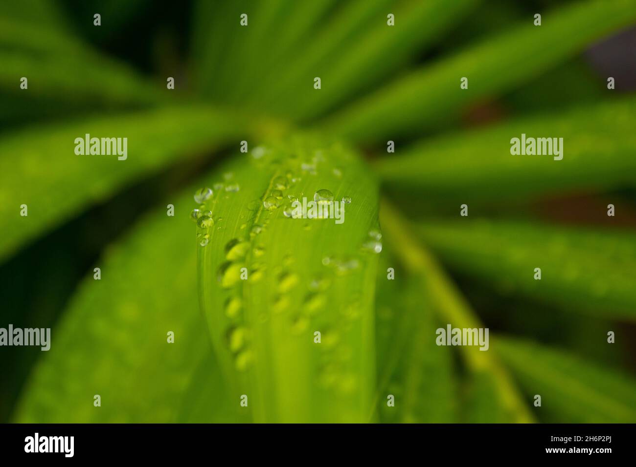 Wet leaves after rain water hi-res stock photography and images - Alamy