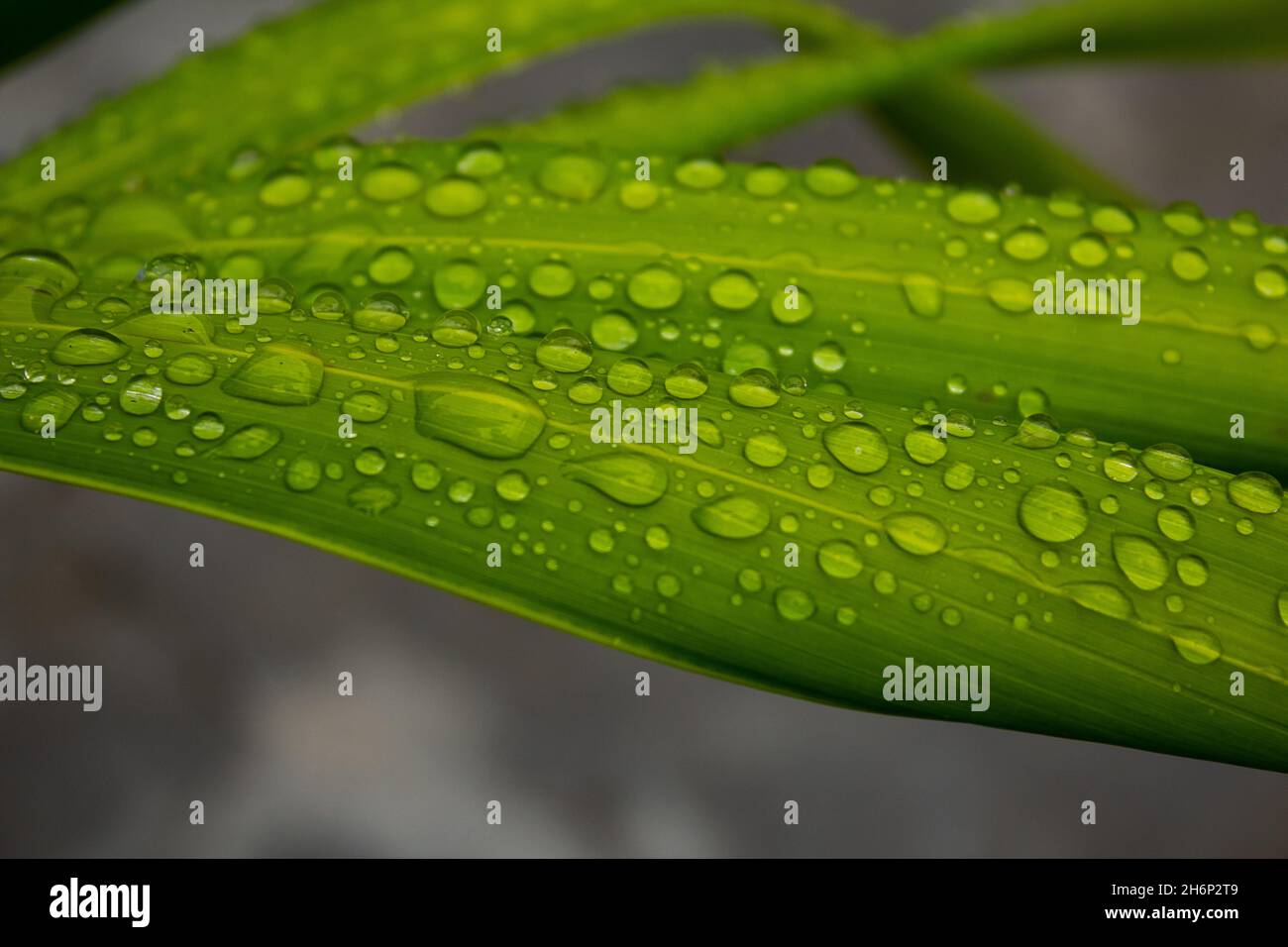 Wet rain water hi-res stock photography and images - Alamy