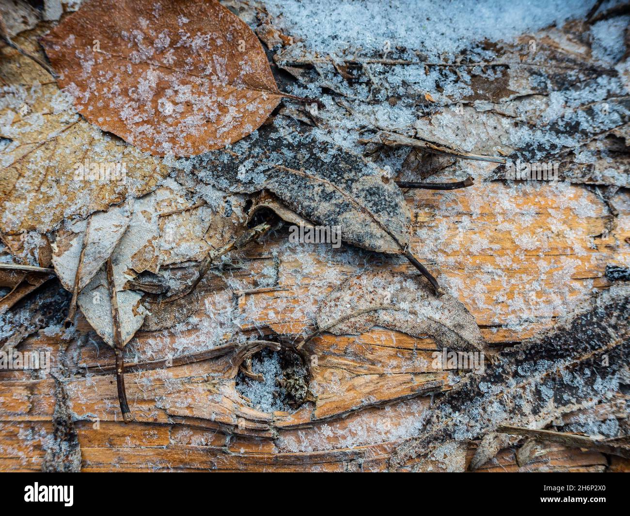 Partly rotten leaves with hoar frost lying on logs Stock Photo - Alamy