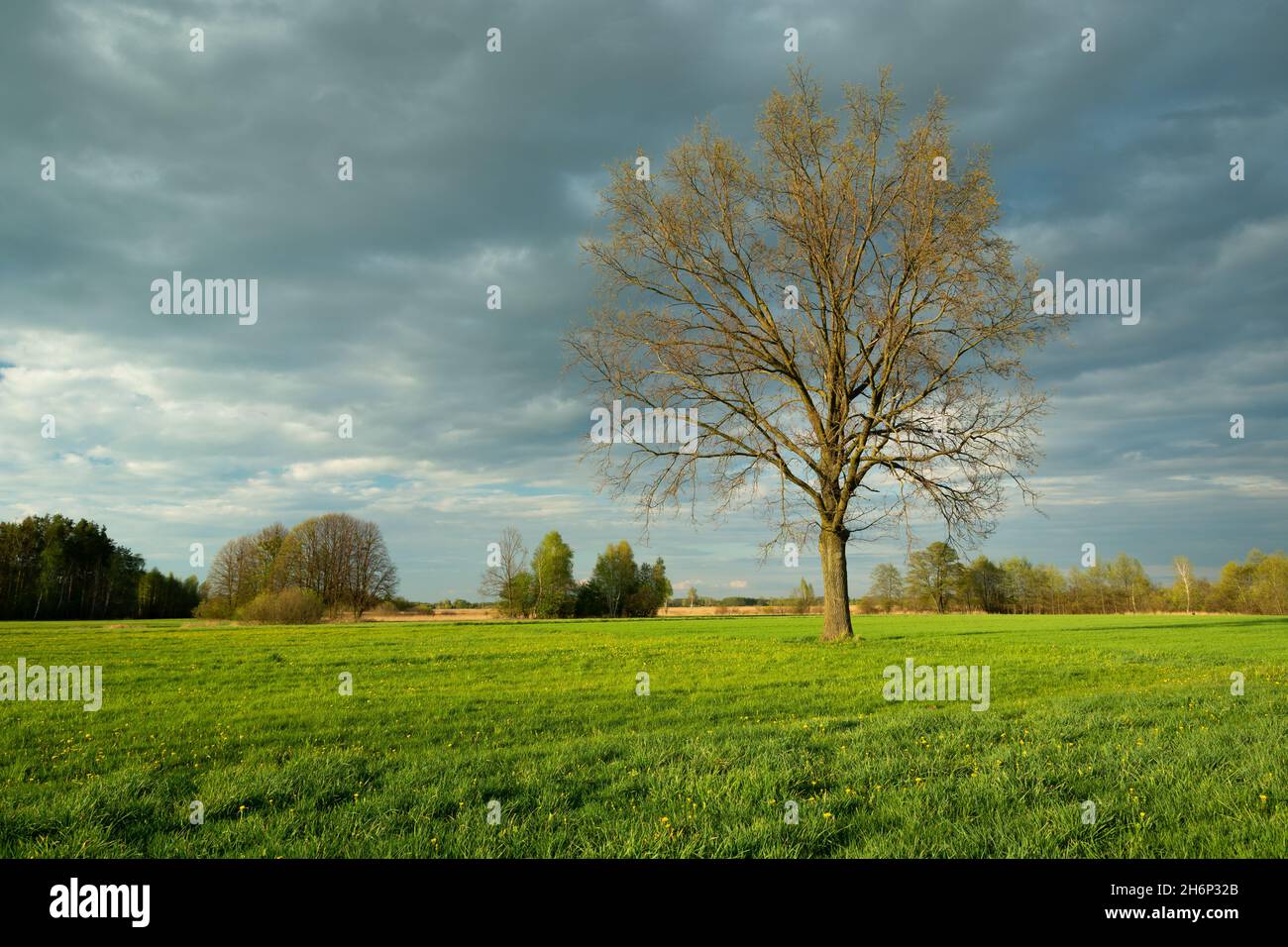 Oak tree in the meadow, spring cloudy view Stock Photo - Alamy