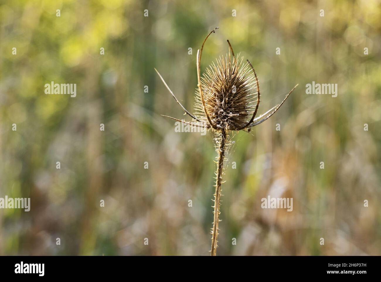 Dried flower of teasel ,dipsacus Stock Photo - Alamy