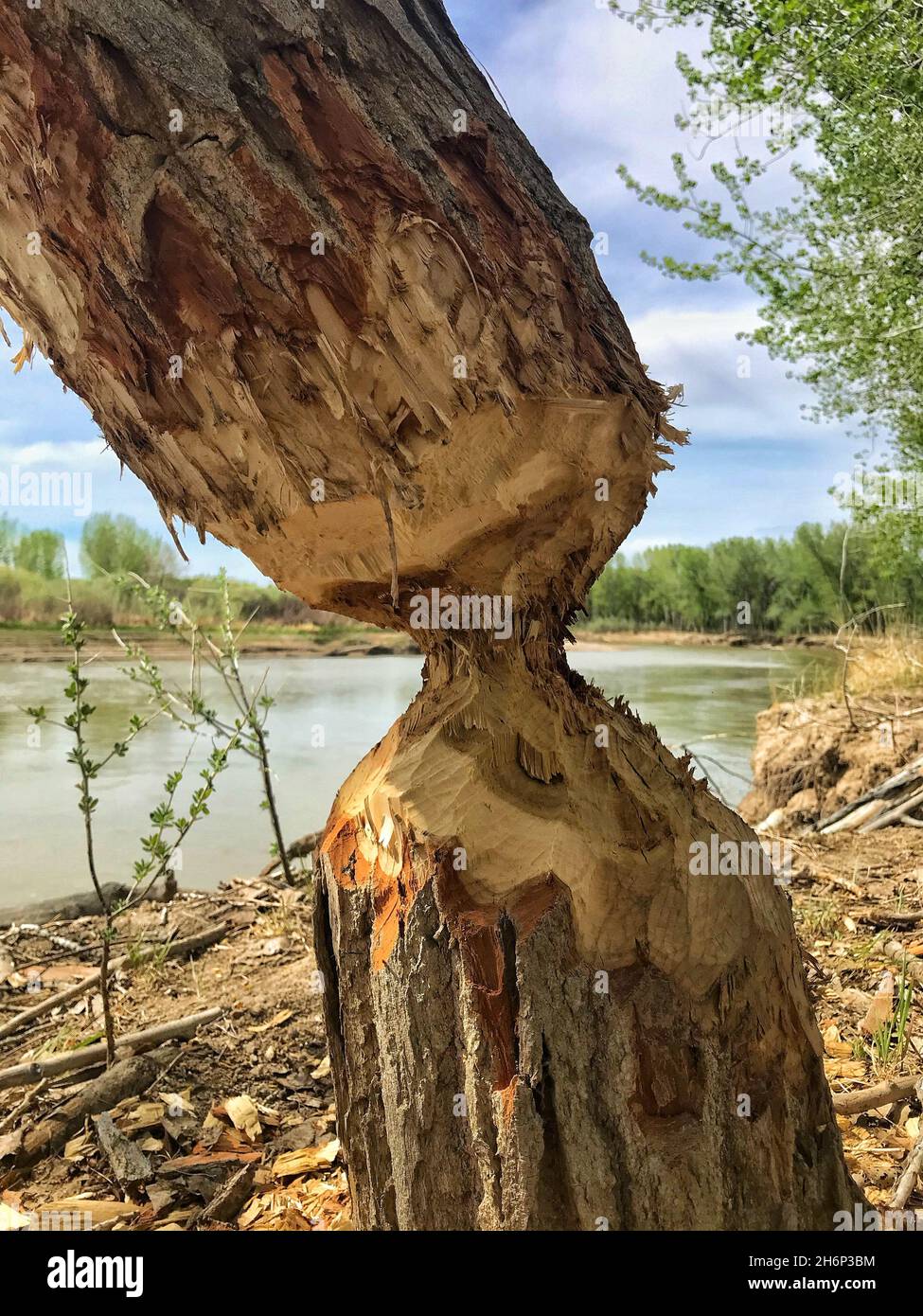 Closeup of the half cut tree trunk on the side of the lake Stock Photo ...