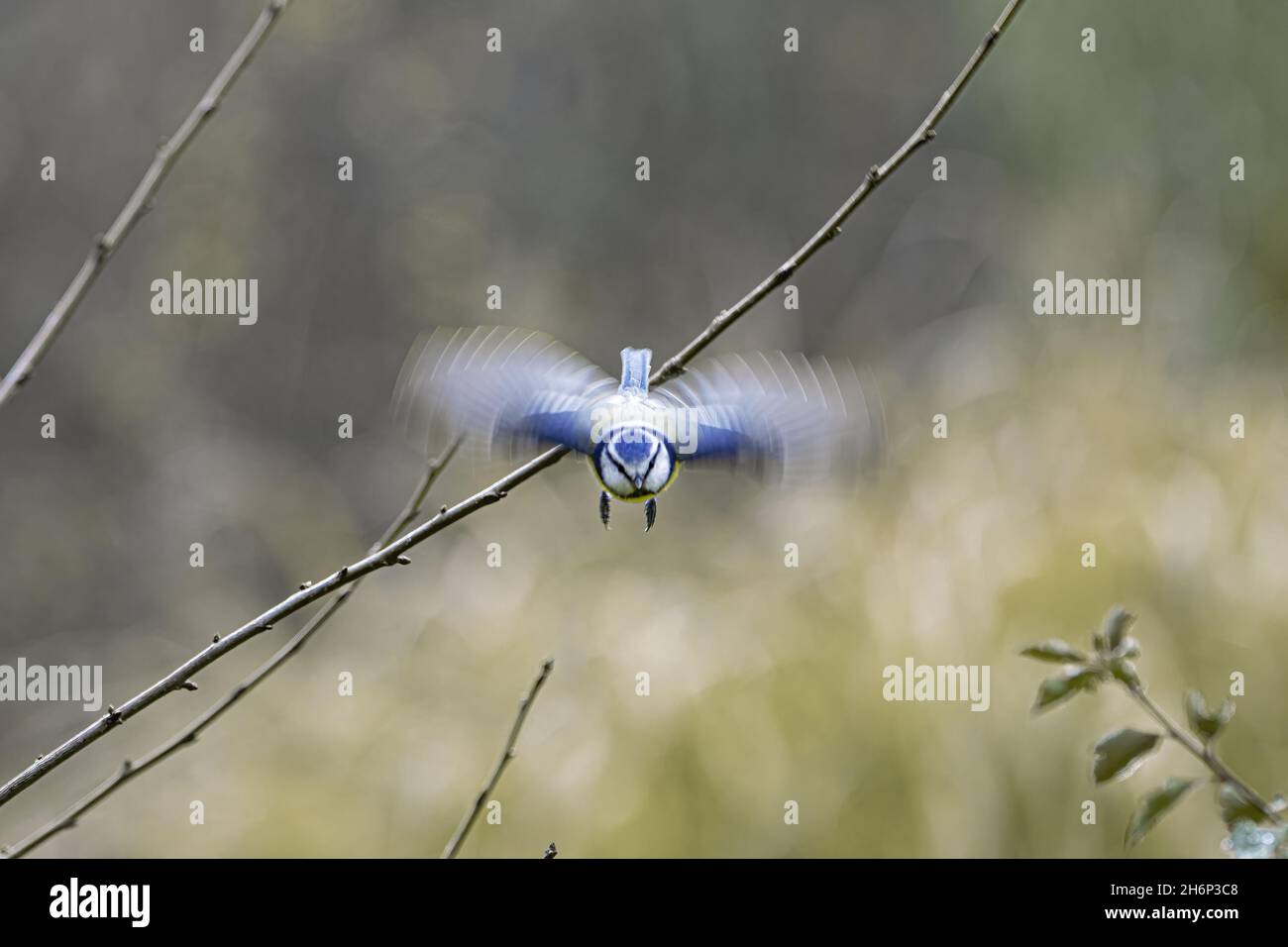 Blue tit bird flying towards the camera with its wings in motion Stock ...