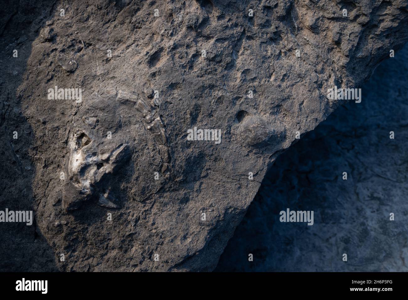 fossilized skull of a goat in a rock formation at the Authie bay near ...