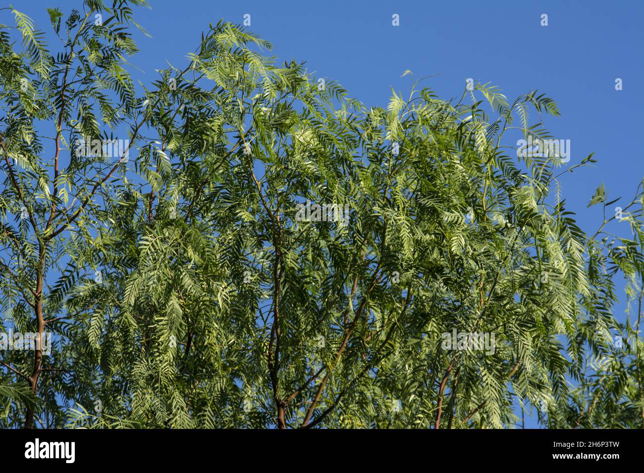 Peppercorn tree branches hi-res stock photography and images - Alamy