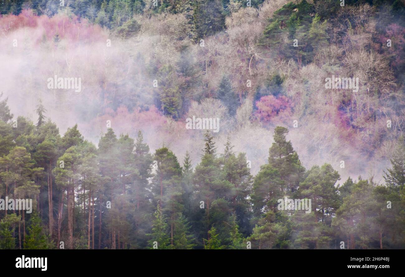 Welsh rain forest hi-res stock photography and images - Alamy