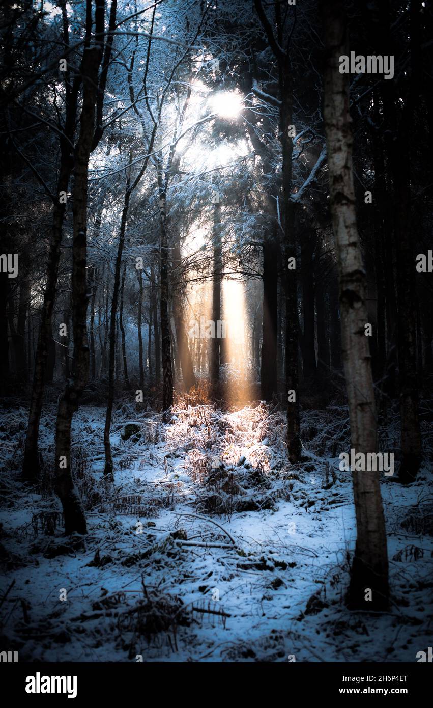 Nature snow forest shadows hi-res stock photography and images - Alamy