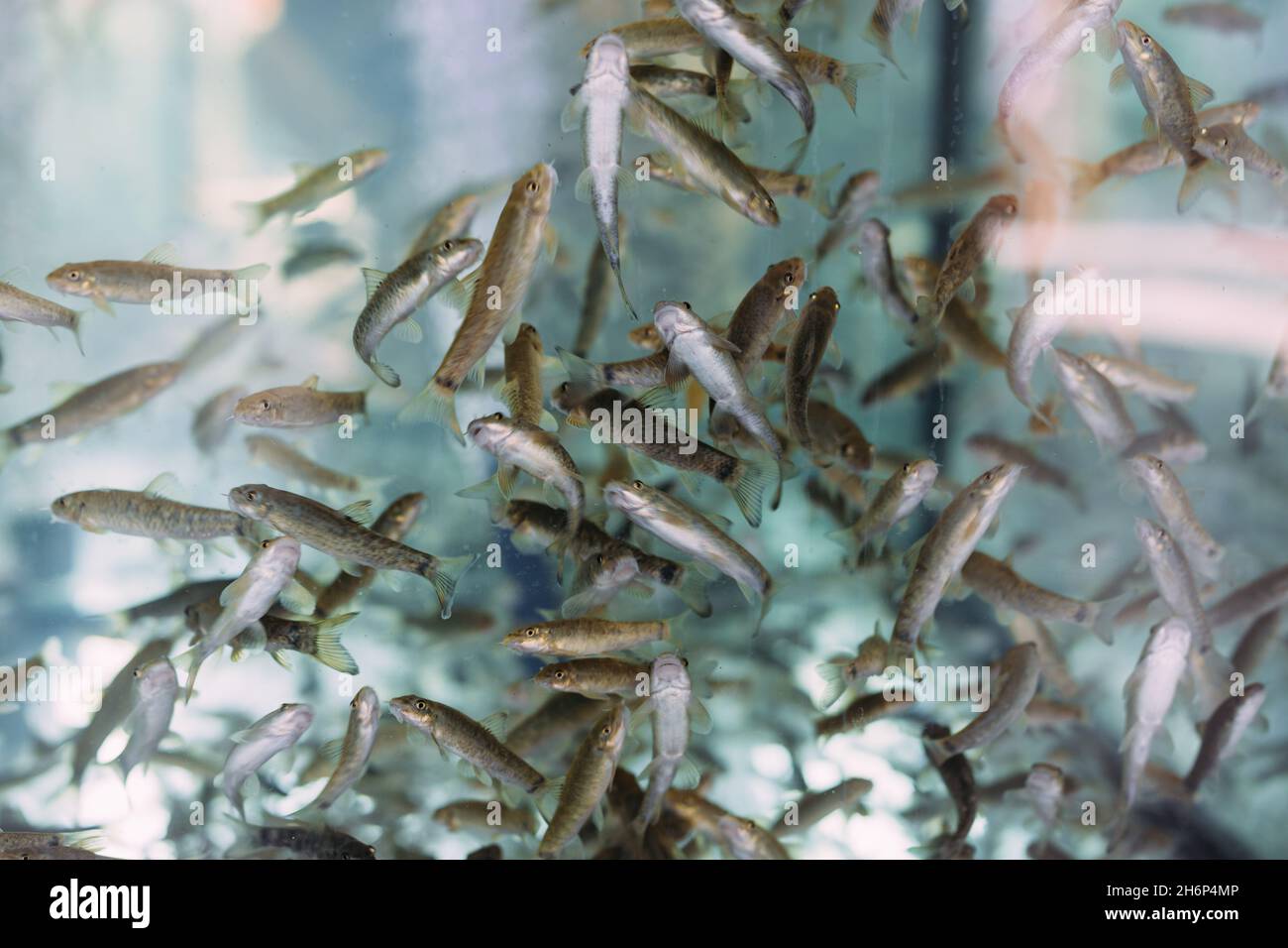Fish medicine hi-res stock photography and images - Alamy