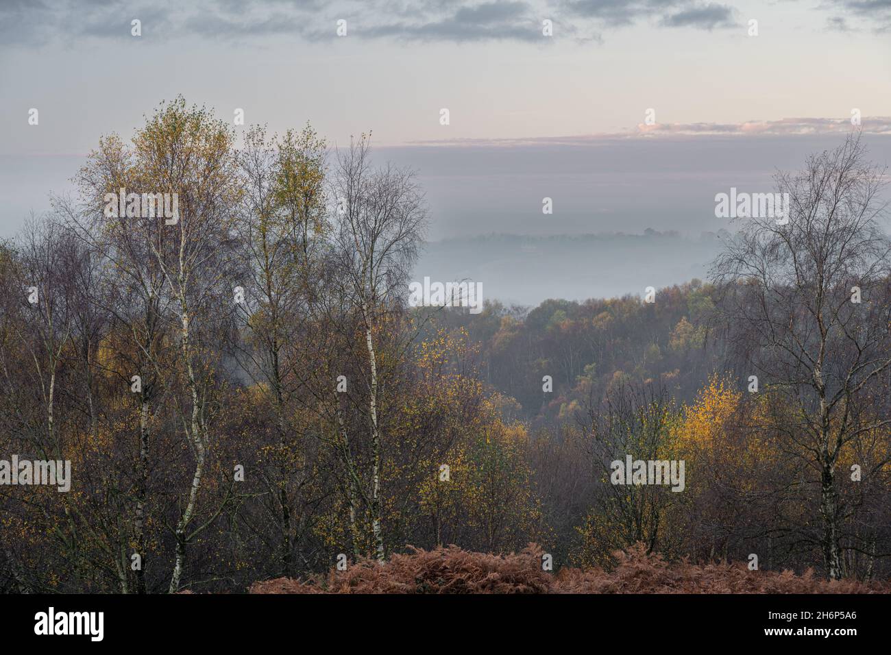 Sunrise, and golden autumnal fall tree and leaf colours at the Downs ...