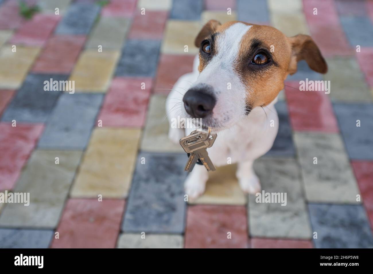 Dog keys mouth hi-res stock photography and images - Alamy
