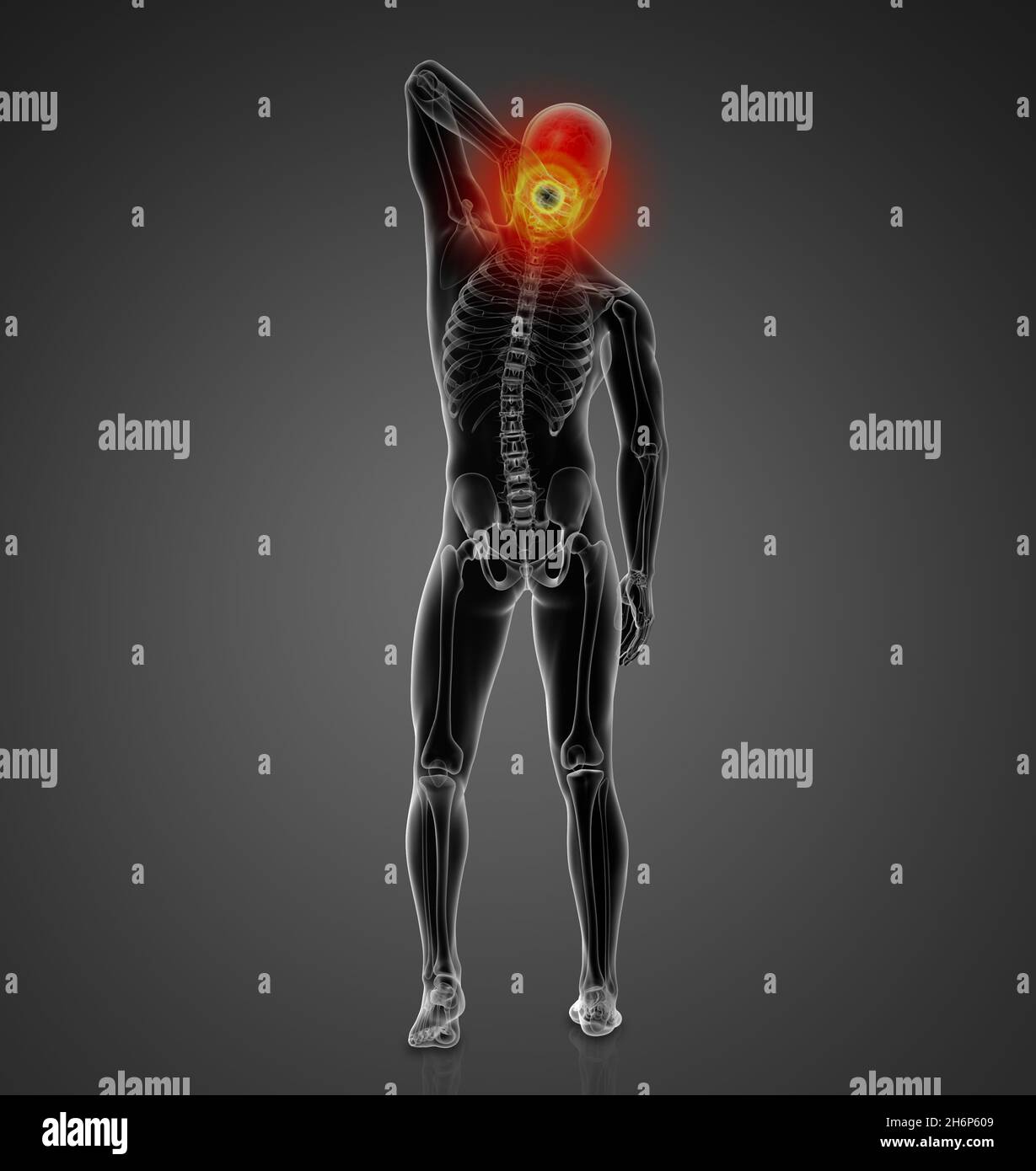 3d render human Skull. Upper half.- back view Stock Photo - Alamy