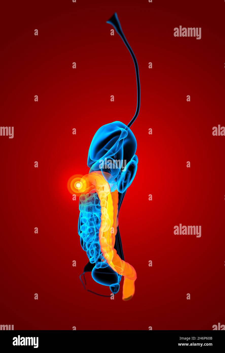 Human digestive system large intestine red colored - side view Stock ...