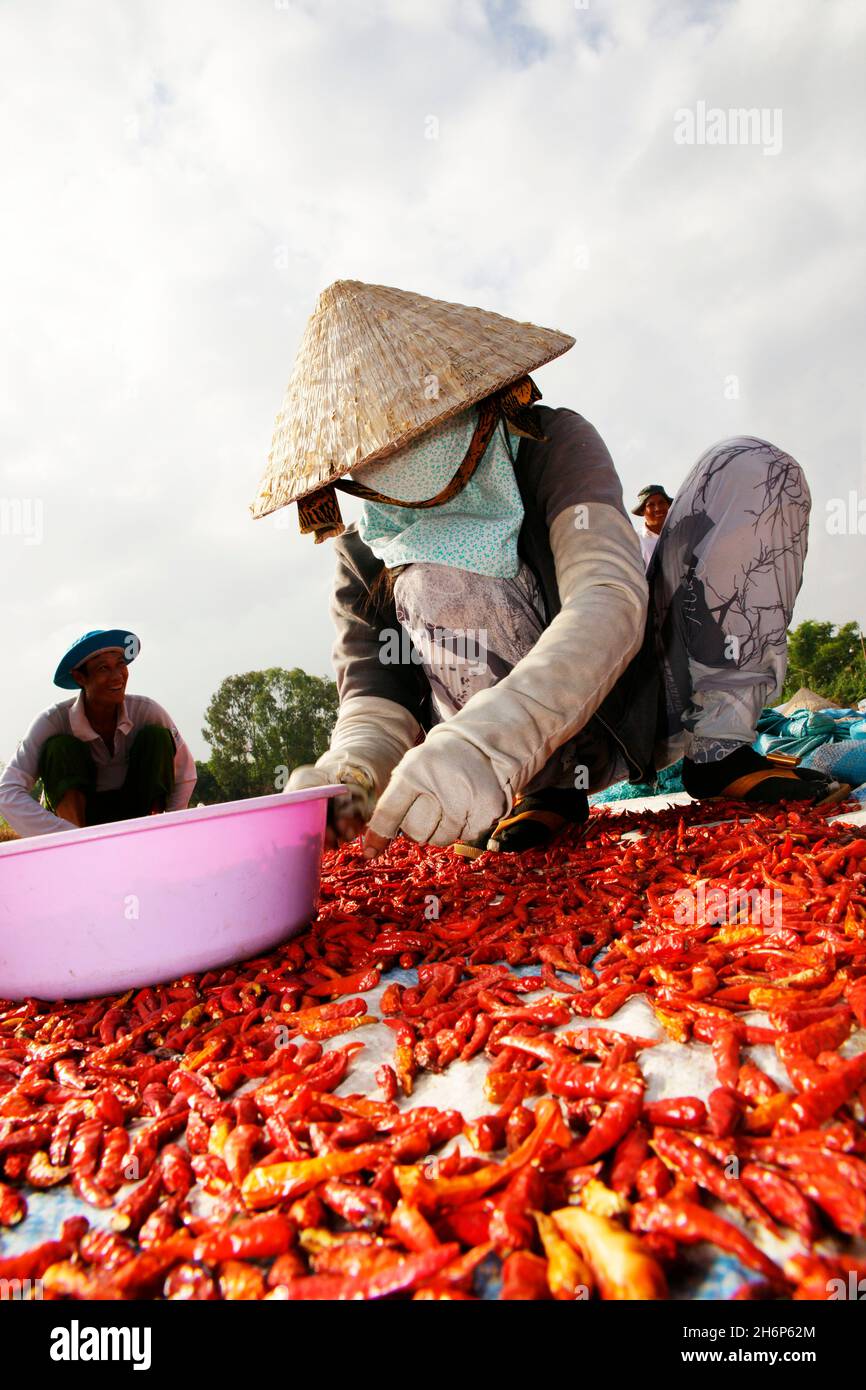 VIETNAM. SOUTHERN REGION. DRYING AND SORTING PEPPERS Stock Photo - Alamy