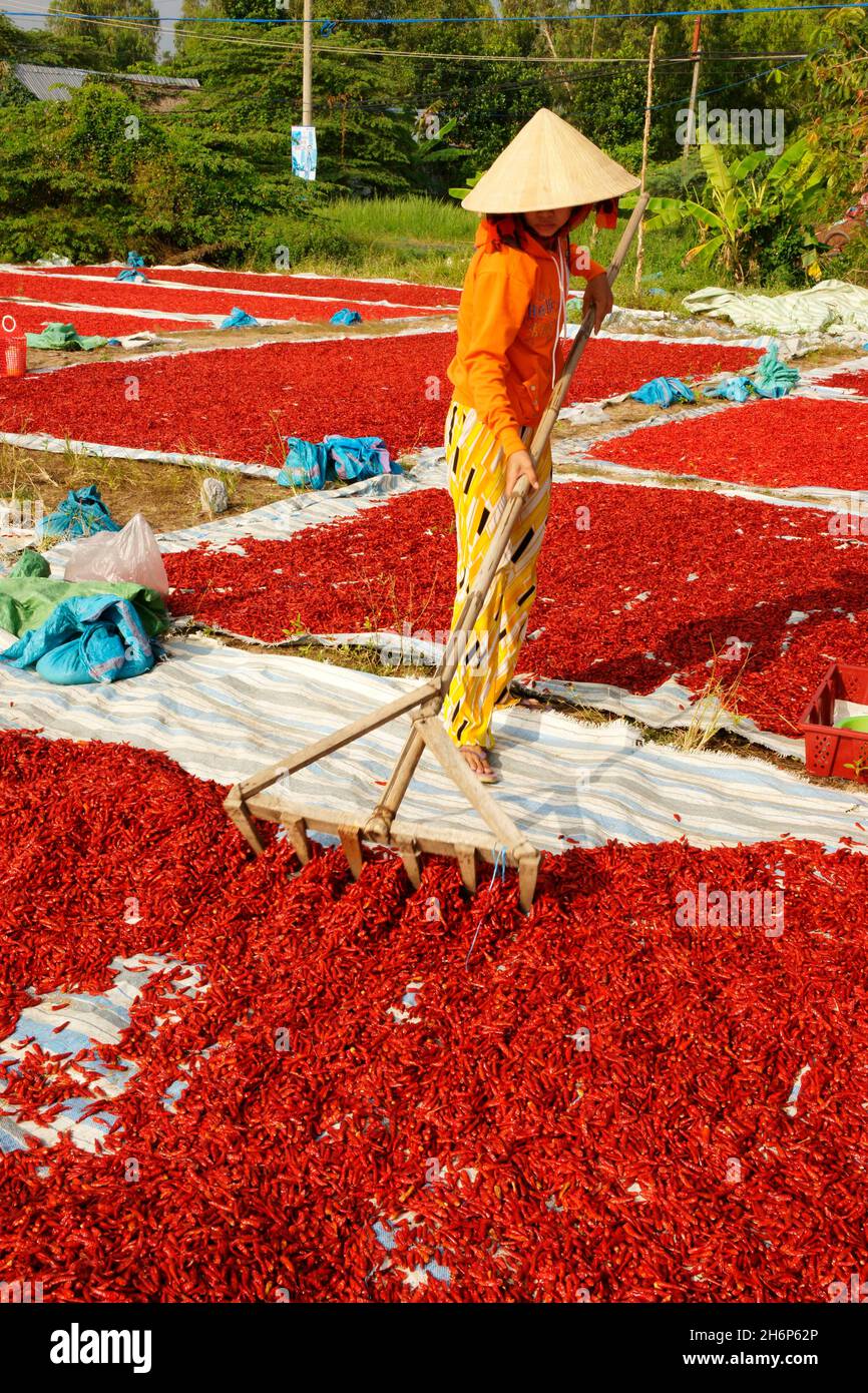 VIETNAM. SOUTHERN REGION. DRYING AND SORTING PEPPERS Stock Photo - Alamy