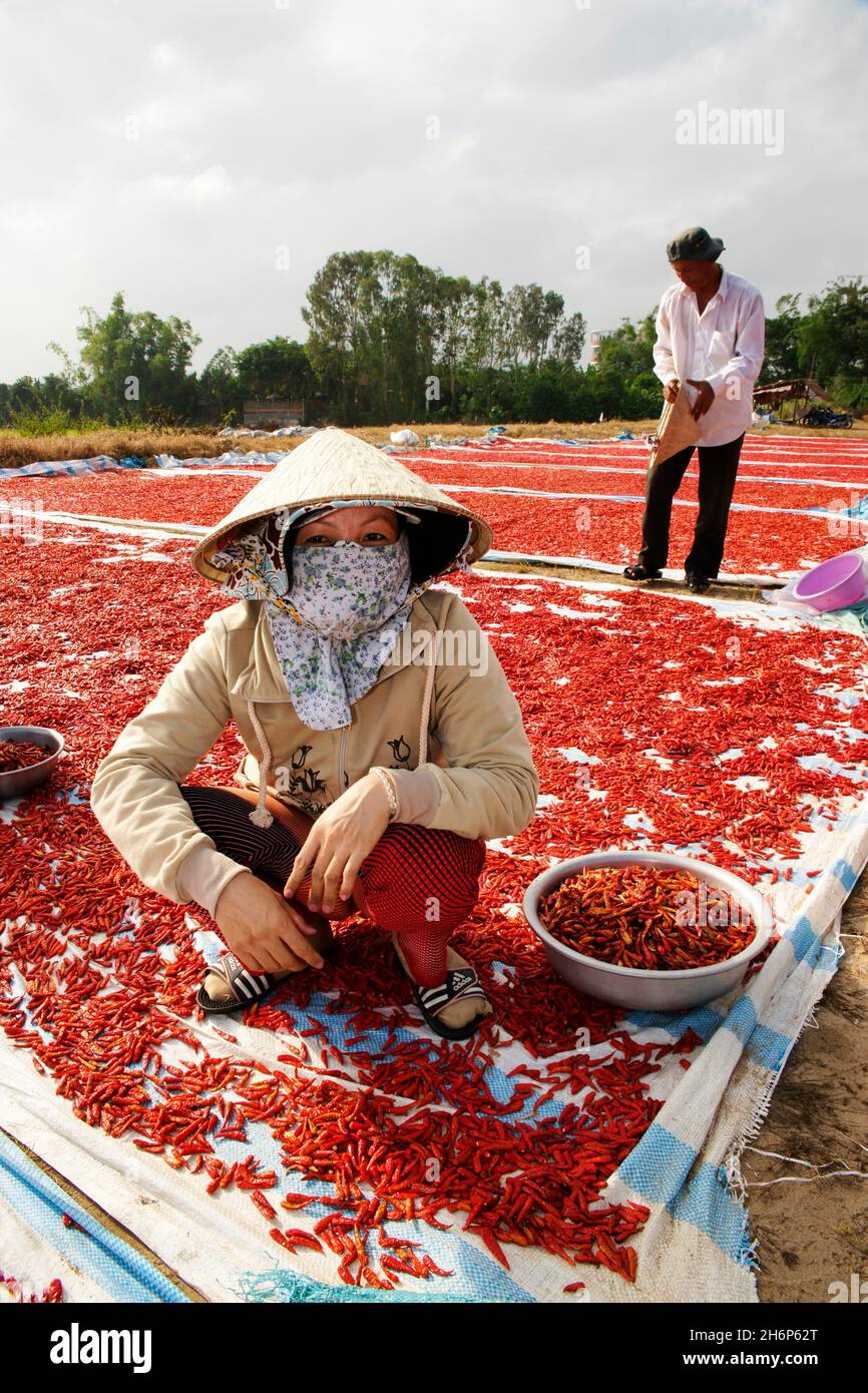 VIETNAM. SOUTHERN REGION. DRYING AND SORTING PEPPERS Stock Photo - Alamy