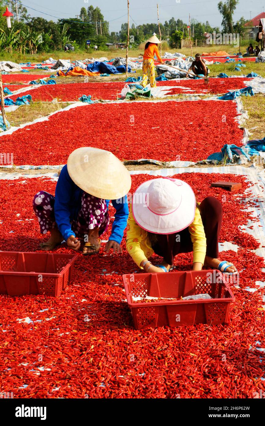 VIETNAM. SOUTHERN REGION. DRYING AND SORTING PEPPERS Stock Photo - Alamy