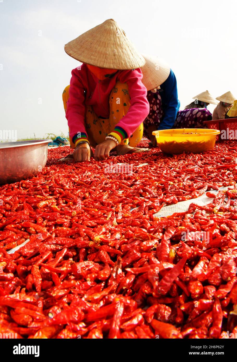VIETNAM. SOUTHERN REGION. DRYING AND SORTING PEPPERS Stock Photo - Alamy