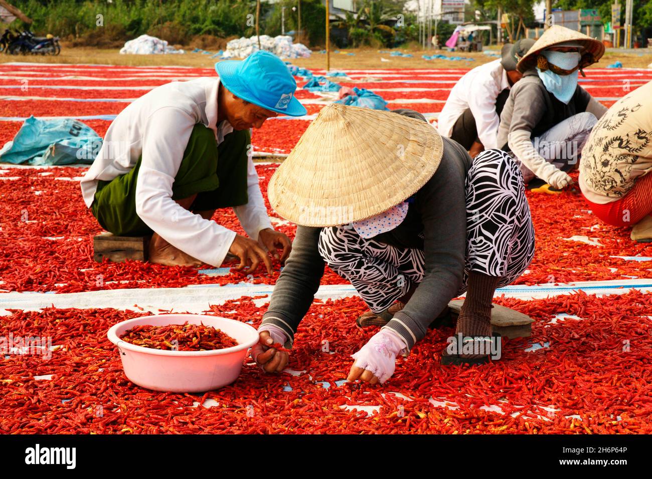 VIETNAM. SOUTHERN REGION. DRYING AND SORTING PEPPERS Stock Photo - Alamy